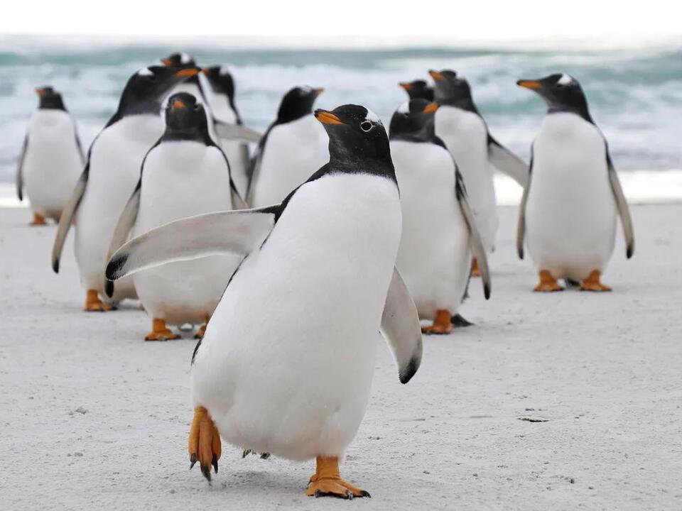 5 most beautiful Linux distributions: Feast your eyes on these