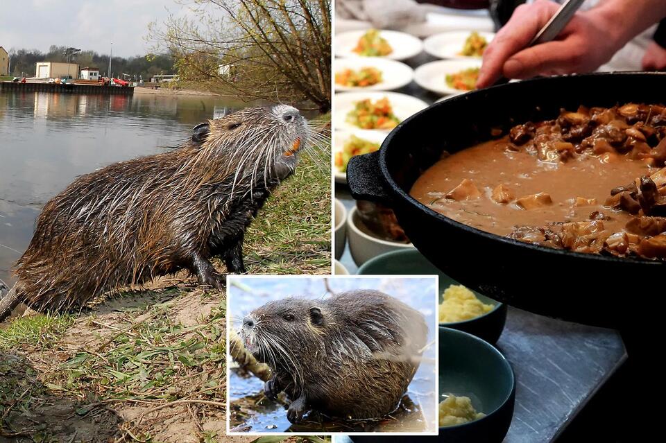 Solution to control growing rat-like rodent population may be to eat ...