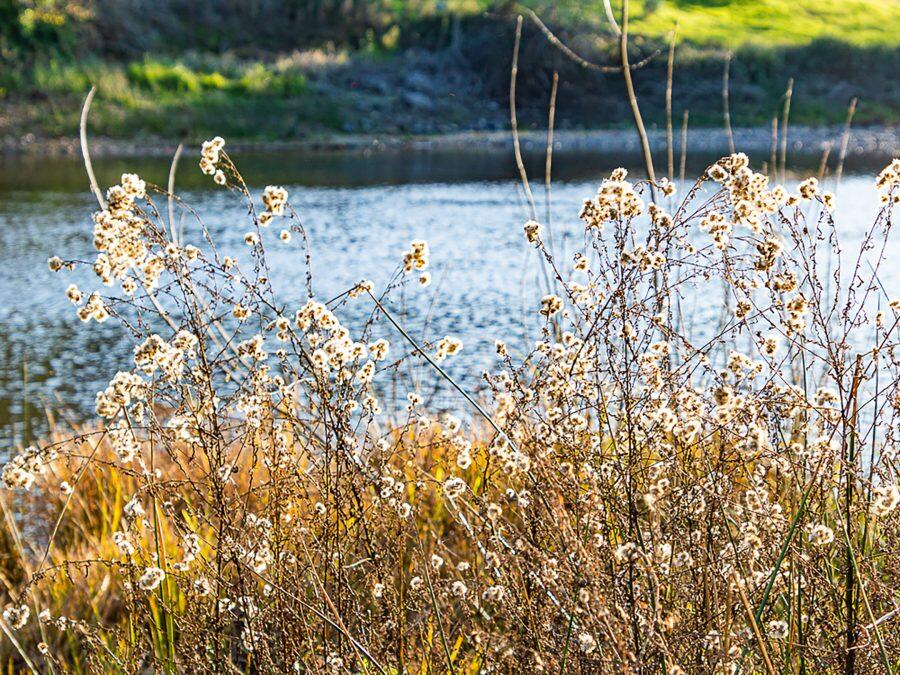 Spring Fling photo contest snapshots Kings River’s charm