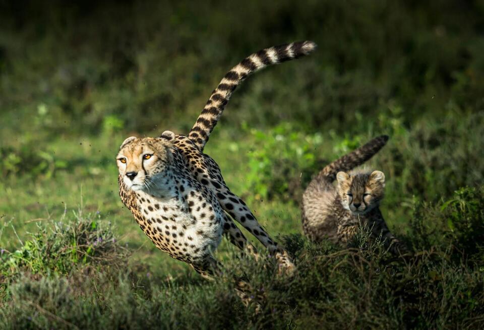 Inside the 2024 Cheetah Reintroduction in India — What’s Working, What ...