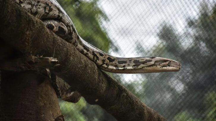 Python Hunters Capture 9-Foot Invasive Snake in Florida Canal - NewsBreak