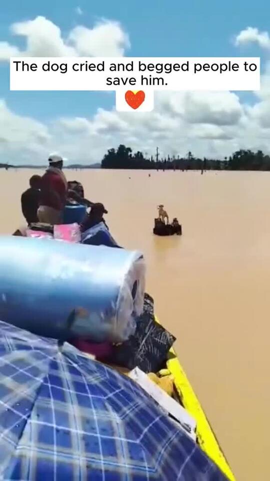 Rescue a dog swept away by flood water - NewsBreak