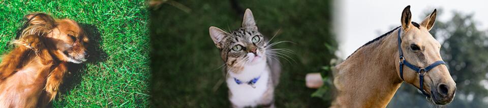Oxmoor Auto Group’s Adoptable Pet of the Week - NewsBreak