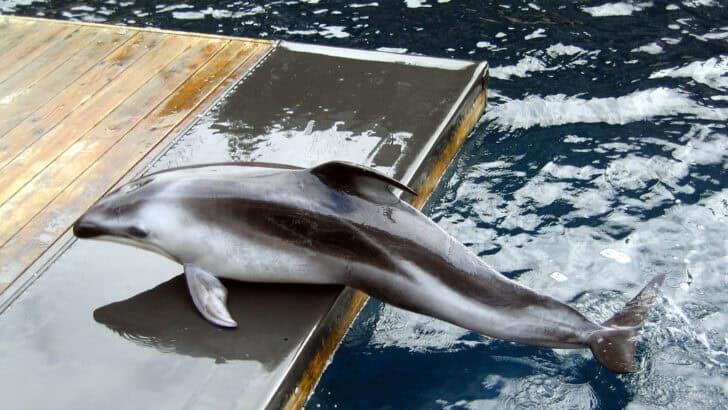The Role of Dolphins in U.S. Naval Operations - NewsBreak