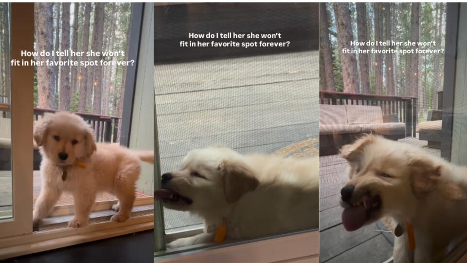 Video: Golden Retriever Puppy’s Idea of ‘Screen Time’ Is Wildly ...