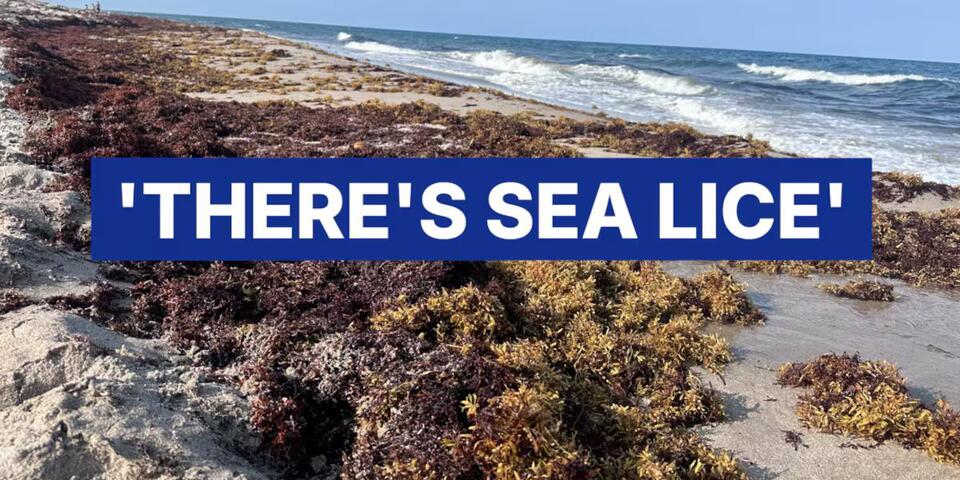 Sargassum washing up on Boca Raton beaches raises concerns ahead of ...