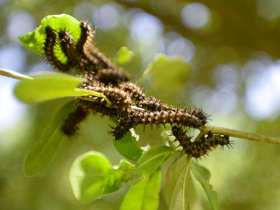 These stinging insects are invading Louisiana. Are there more of them ...