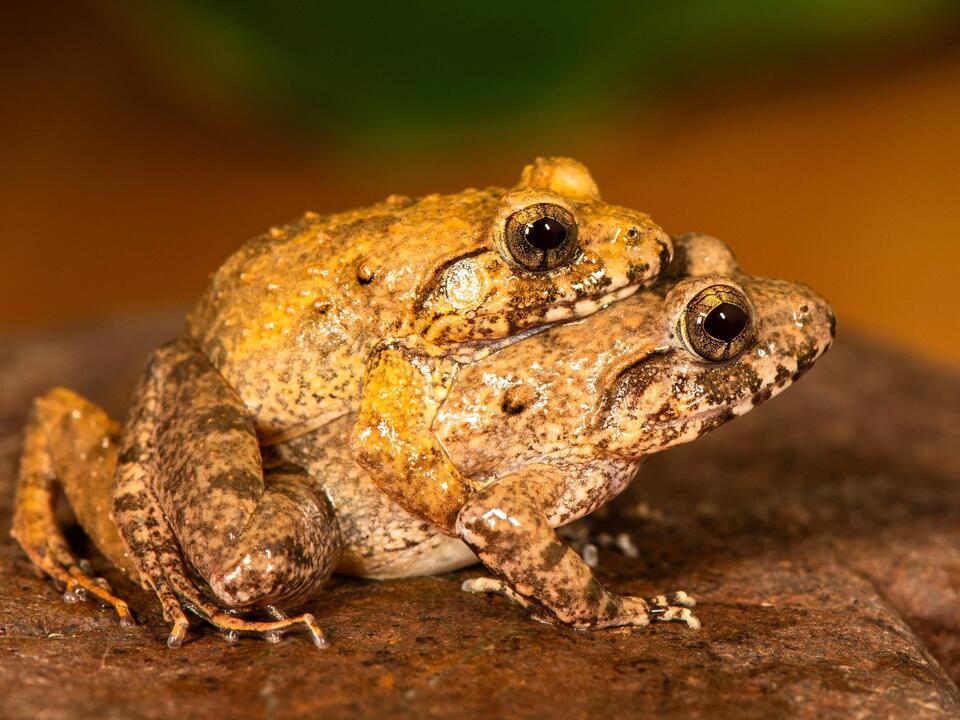 Nature’s Oddity: Scientists Discover Unusual Frog That Breeds Upside-Down