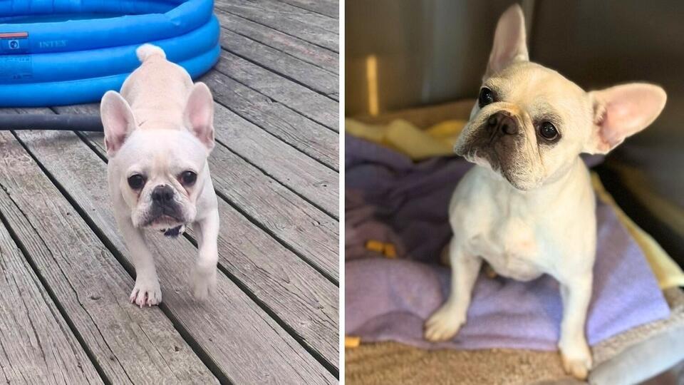 Local Rescue Shares "Perfectly Pocket-Sized" French Bulldog Who Was ...