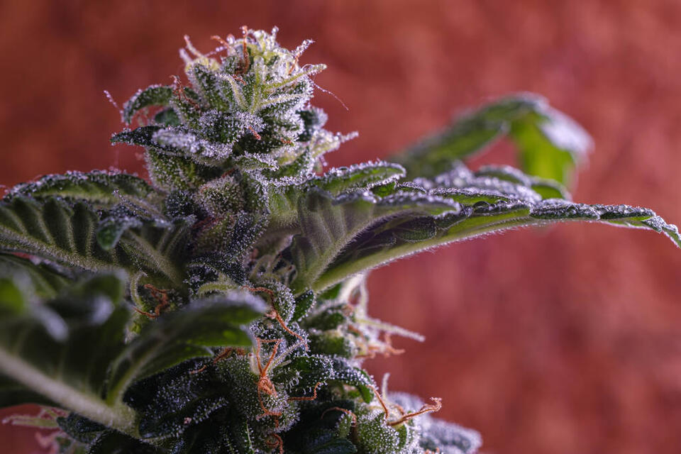 Arizona Marijuana Taxes Top $21 Million in September, With $212 Million ...