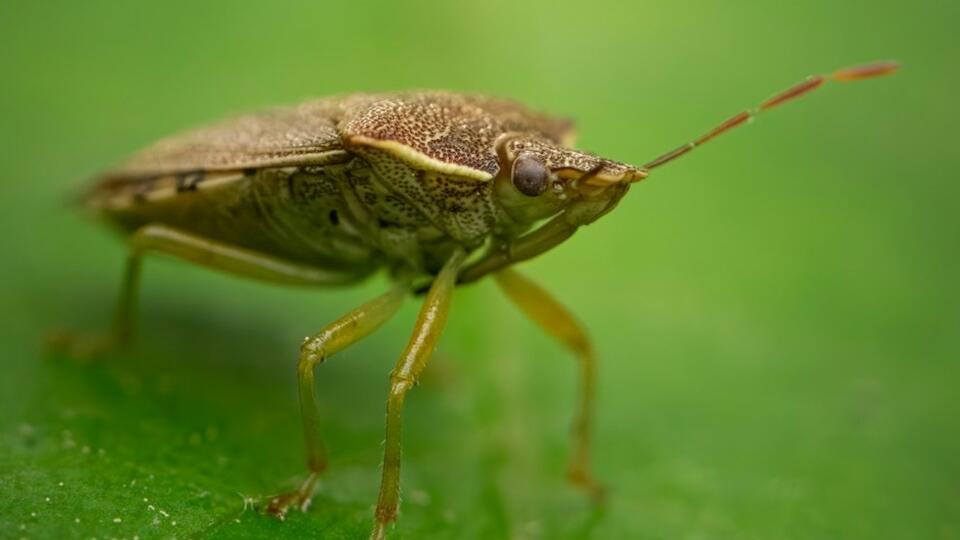 Deadly kissing bug disease has been found in 32 states, including ...
