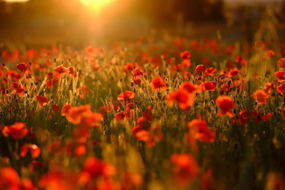 Why is the poppy a symbol of remembrance – and how did it come to ...