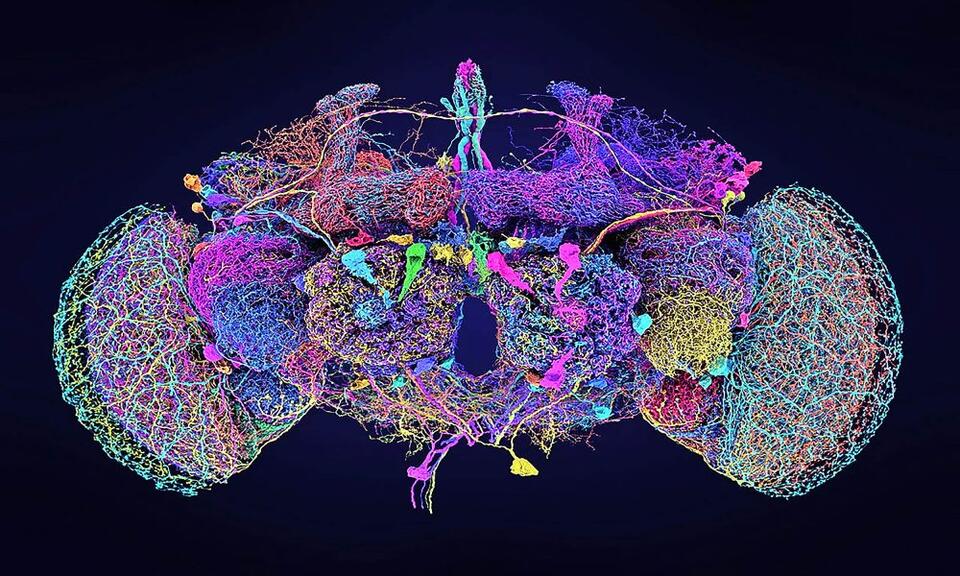 First complete map of every neuron in an adult brain revealed - NewsBreak