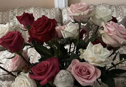 Wegmans Flowers Plants | Best Flower Site