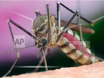 Tiny wings of terror: How mosquitoes have influenced human history