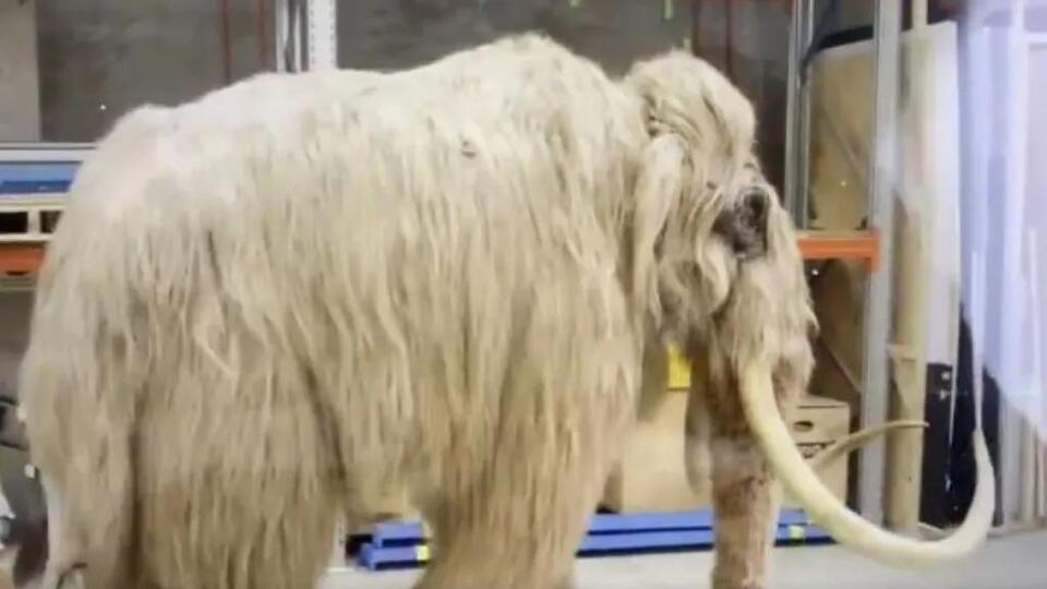 Woolly Mammoth Walks The Earth Again Thanks To Stunningly Realistic ...