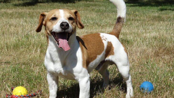 15 Dog Breeds That Come Back to Rescue Centers More Than Any Other ...
