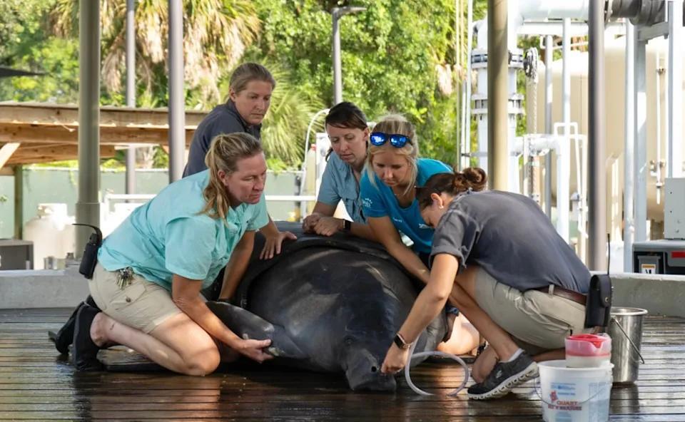 ZooTampa to host first manatee conservation celebration with family ...