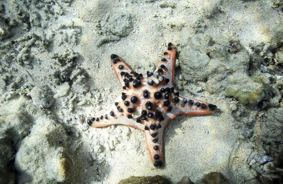 Why Sea Stars Huddle Together Beneath the Waves - NewsBreak