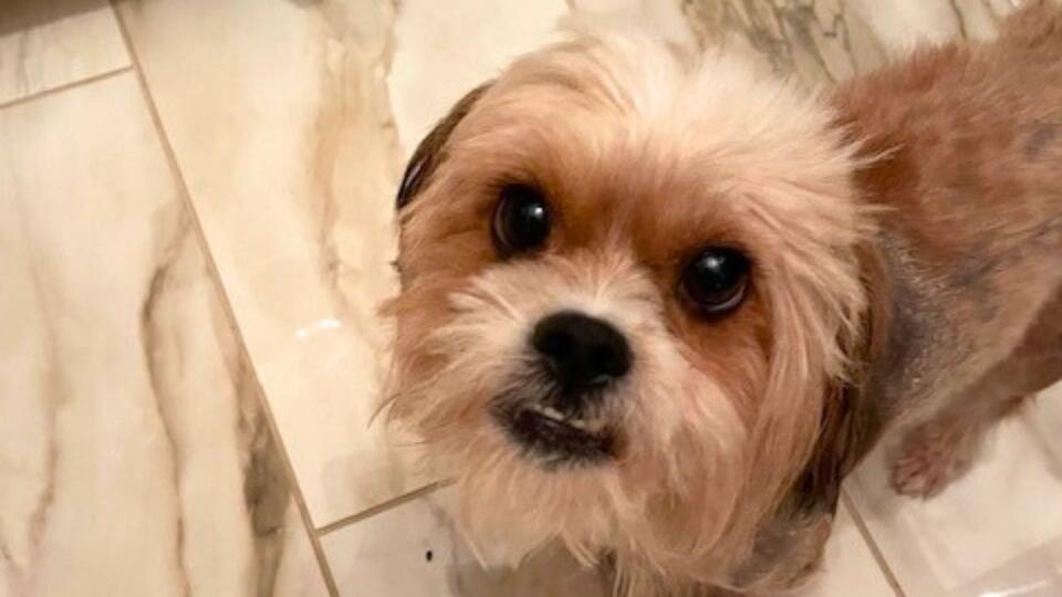 Meet The Tiny 14lb Dog With a Big Personality Looking For Love - NewsBreak