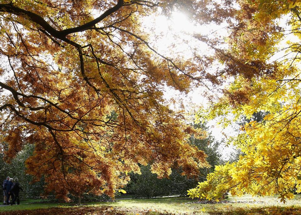 When Will Fall Foliage Peak In 2025 For Illinois And Iowa? - NewsBreak