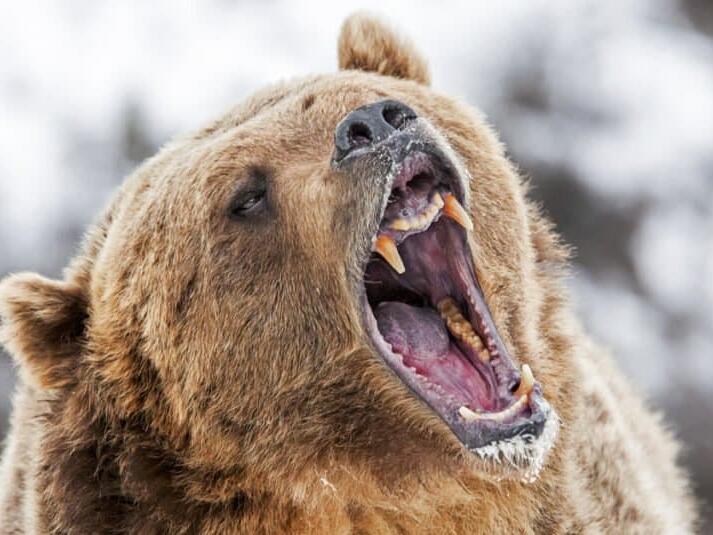 Grizzly Bear Population by State