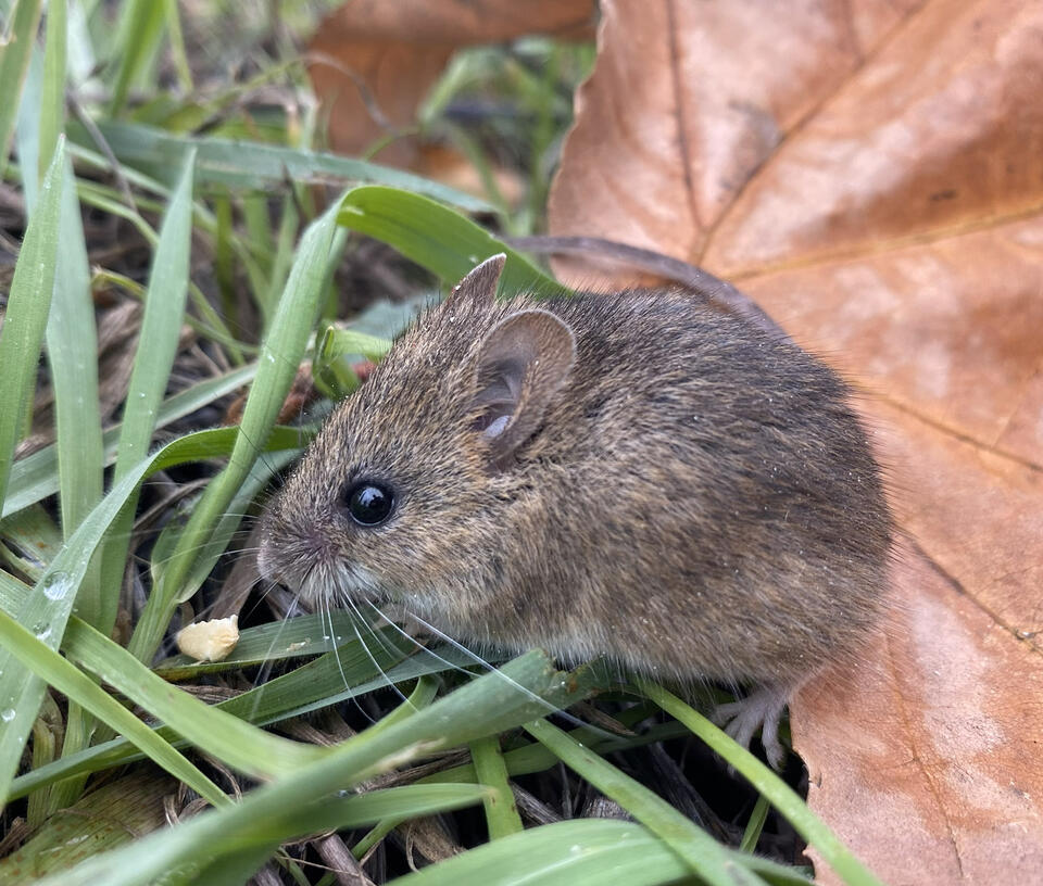 First Hantavirus Detection of 2026 - NewsBreak
