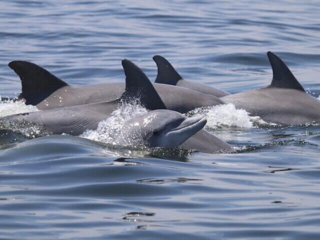 Florida dolphins show brain toxins linked to Alzheimer's, study finds ...