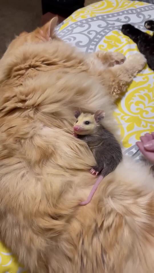 Lost Baby Possum Burrows In Furry Cat - NewsBreak