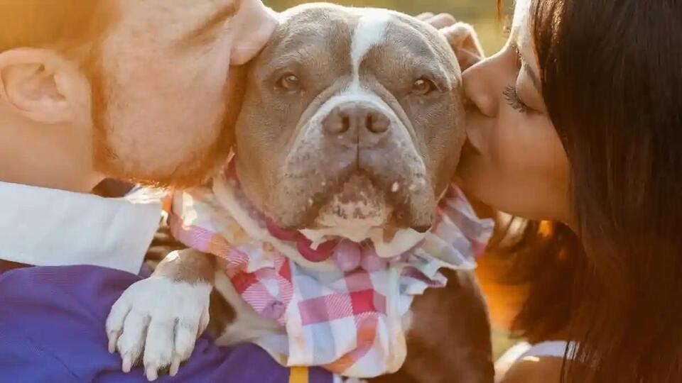 WWE’s Sheamus And Wife Isabella Mourning Death Of Beloved Dog Betty ...