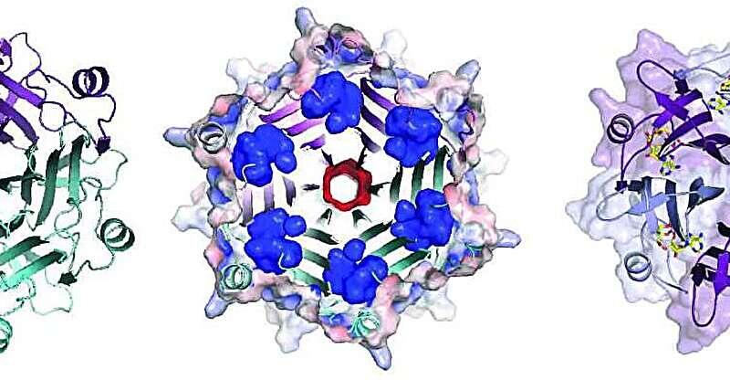 Structural modeling reveals phage proteins that manipulate bacterial ...