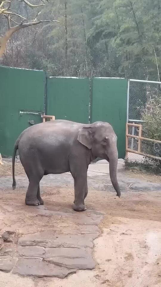 How powerful is the roar of the elephant The original video made the ...