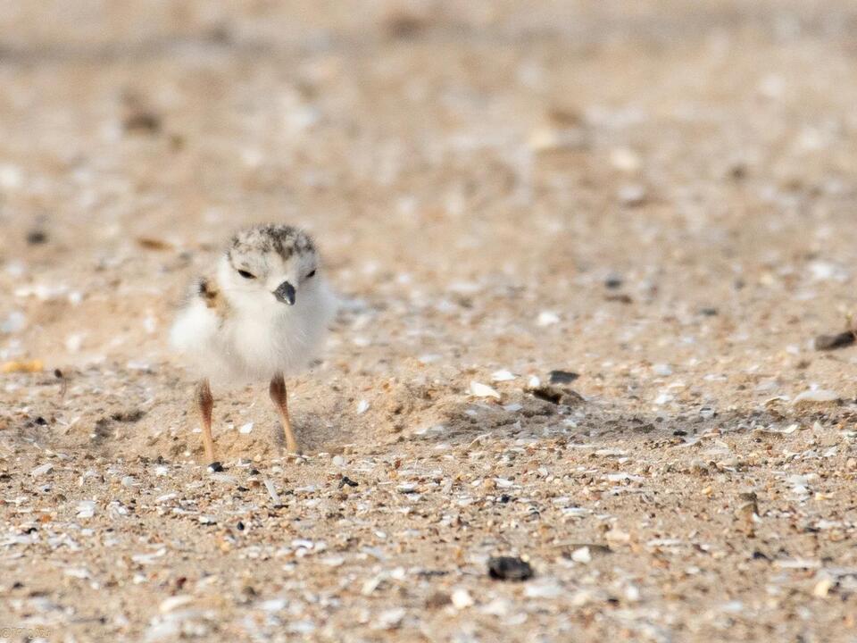 1 Of 4 Newly Hatched Piping Plover Chicks Presumed Dead