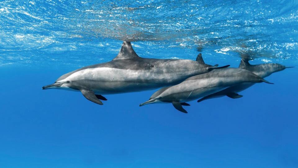 DNA samples from seawater can monitor health of dolphin populations ...