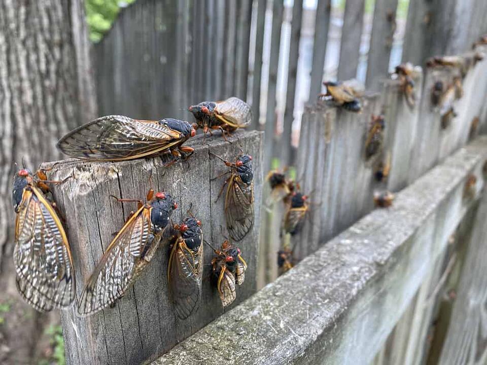 Millions of Brood XIV Cicadas Are Returning to These Georgia Cities ...