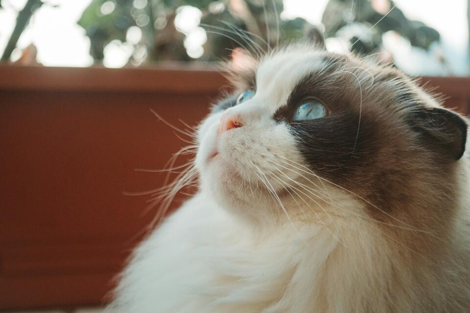 20 Cat Breeds That Form the Deepest Emotional Bonds with Their Owners ...