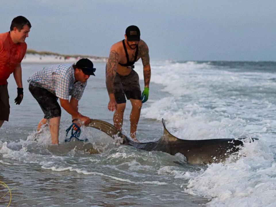 PHOTOS: Photographer captures shark encounter on Pensacola Beach