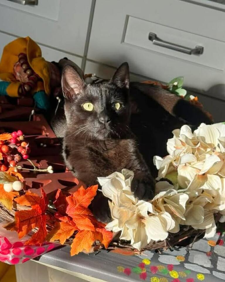 Update on adopted cat Boo from North Bay Animal Services - NewsBreak