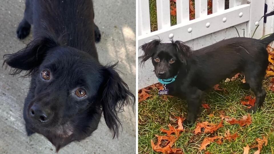 Small Dog, Big Heart: Meet the 15lb Dachshund Mix Who "Thinks He's The ...