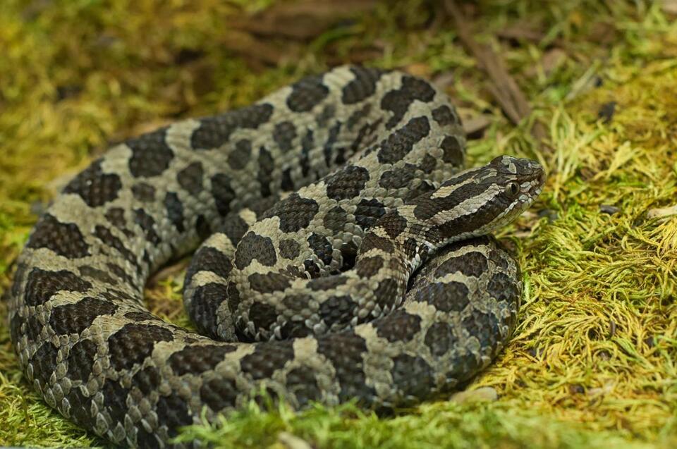 11 Venomous Animals in Ohio: Complete Safety and Identification Guide - NewsBreak
