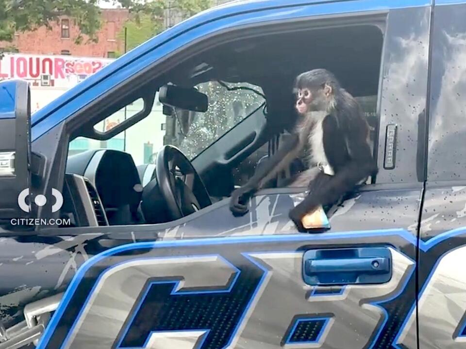 Monkey in diaper seen hanging out of tow truck in the Bronx