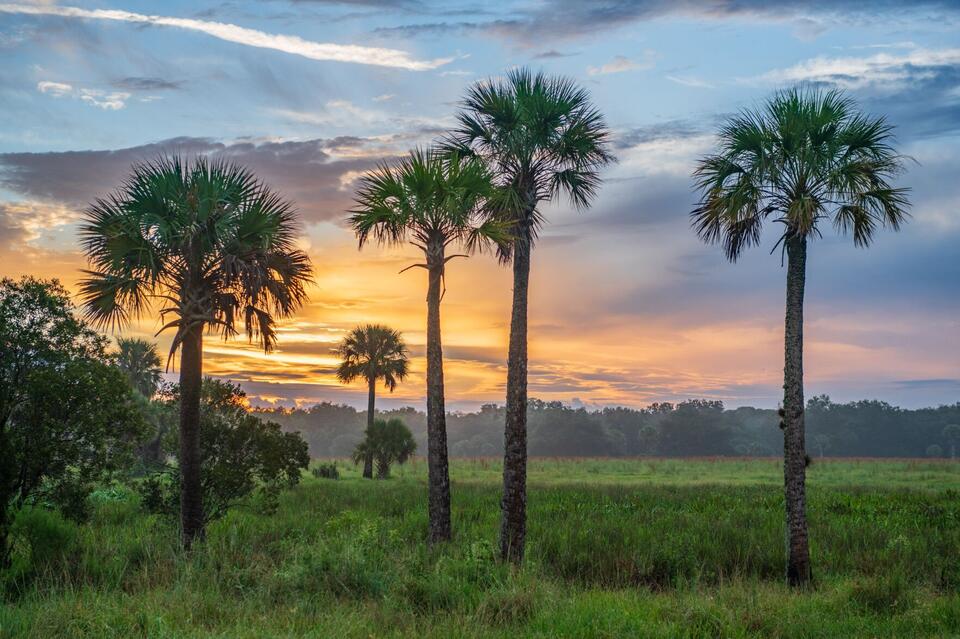 SAVING NATURAL FLORIDA: 'You see it disappearing before your eyes ...