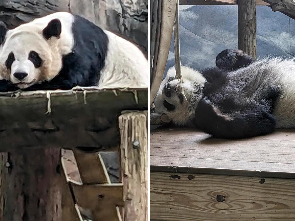 Unbearable: US to say goodbye to its last remaining Chinese pandas ...