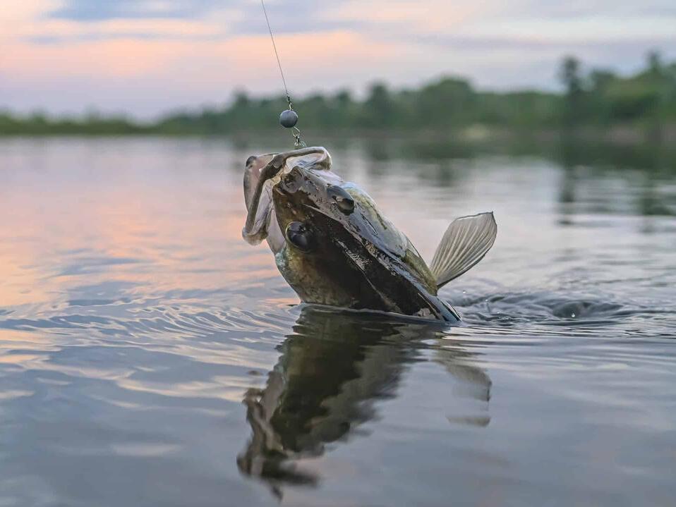 The Largest Walleye Ever Caught in Tennessee Was as Big as a River Otter