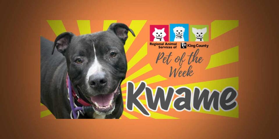 Meet (and adopt) Kwame, RASKC’s Pet of the Week - NewsBreak