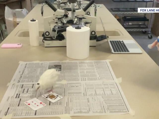 Bird brains: Fox Lane High School students train quails to learn new tricks