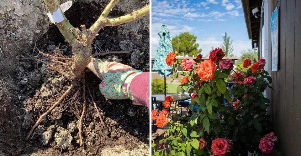 How To Plant Own-Root Roses In Arizona Desert Gardens This Spring ...