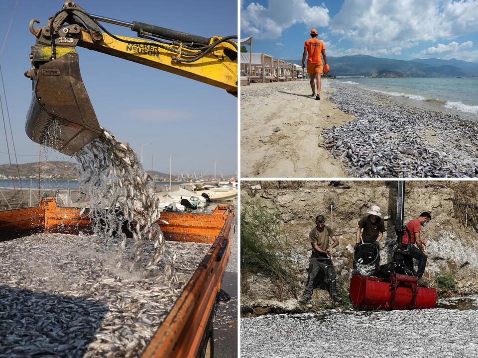 Thousands of dead fish blanket Greek tourist port after flooding