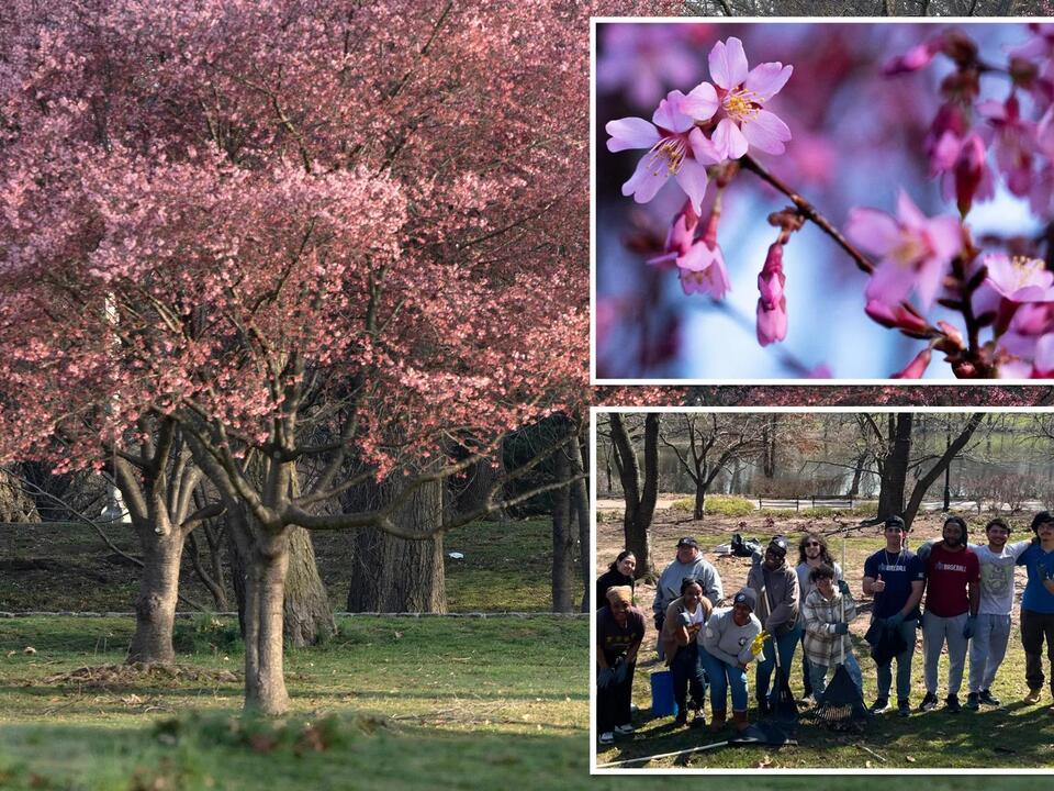 The secrets behind the world-famous cherry blossoms at NJ’s Branch ...
