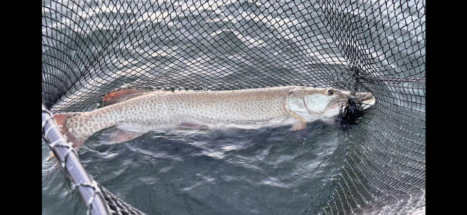 Change in muskie stocking program for Mille Lacs Lake - NewsBreak
